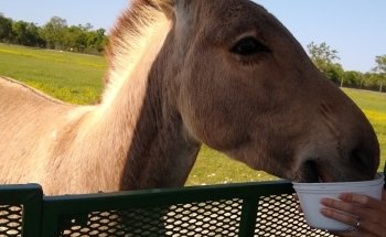 Bayou Wildlife Zoo, Alvin, TX: Information, Tickets and Reviews