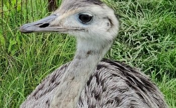 Bayou Wildlife Zoo, Alvin, TX: Information, Tickets and Reviews