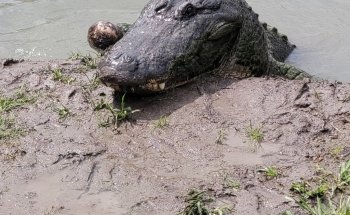 Bayou Wildlife Zoo, Alvin, TX: Information, Tickets and Reviews