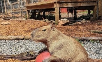 North Georgia Wildlife Park and Safari, Cleveland, GA: Information ...