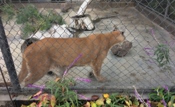 Merced's Applegate Park Zoo: Information, Tickets and Reviews