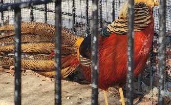 Riverside Park and Ralph Mitchell Zoo, Independence, KS: Information ...