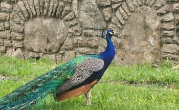 Riverside Park and Ralph Mitchell Zoo, Independence, KS: Information ...