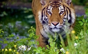 North Georgia Wildlife Park and Safari, Cleveland, GA: Information ...