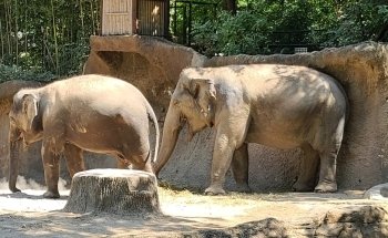 Saint Louis Zoo: Information, Tickets and Reviews