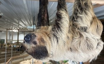 Carousel Acres, Inc., South Lyon, MI: Information, Tickets and Reviews