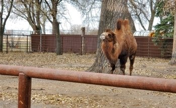Bramble Park Zoo, Watertown, SD: Information, Tickets and Reviews