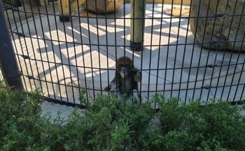 Bramble Park Zoo, Watertown, SD: Information, Tickets and Reviews