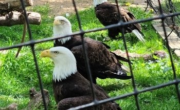 Bramble Park Zoo, Watertown, SD: Information, Tickets and Reviews