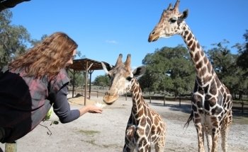 Giraffe Ranch, Dade City, FL: Information, Tickets and Reviews