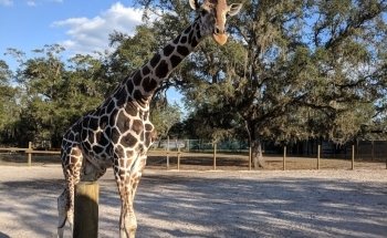Giraffe Ranch, Dade City, FL: Information, Tickets and Reviews