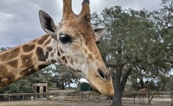 Giraffe Ranch, Dade City, FL: Information, Tickets and Reviews