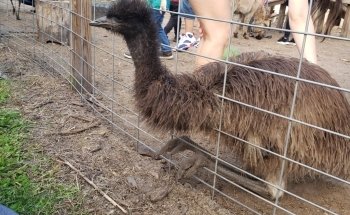 Amazing Animals Inc, Saint Cloud, FL: Information, Tickets and Reviews