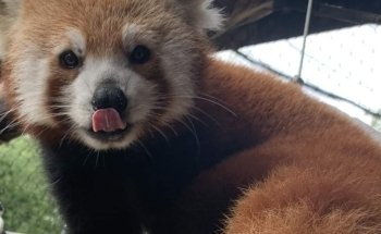 Plumpton Park Zoo, Rising Sun, MD: Information, Tickets and Reviews