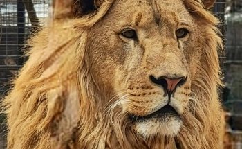 Riverside Park and Ralph Mitchell Zoo, Independence, KS: Information ...