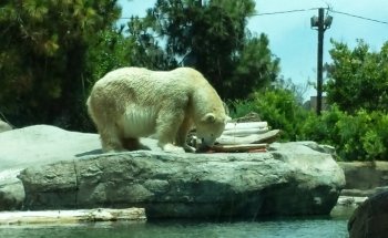 1 Zoos in El Cajon, CA you must visit