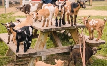 Riverbanks Zoo & Garden, Columbia, SC: Information, Tickets and Reviews