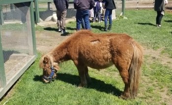 Carousel Acres, Inc., South Lyon, MI: Information, Tickets and Reviews