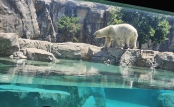 Phillips Park Zoo, Aurora, IL: Information, Tickets and Reviews