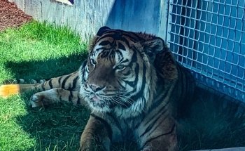 Sunset Zoo, Manhattan, KS: Information, Tickets and Reviews