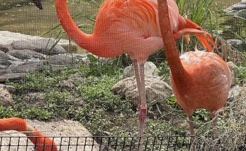 Sunset Zoo, Manhattan, KS: Information, Tickets and Reviews