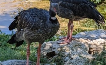 Sunset Zoo, Manhattan, KS: Information, Tickets and Reviews