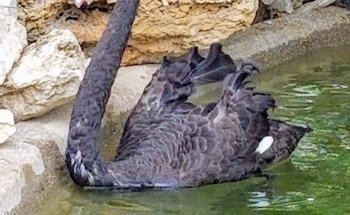 Sunset Zoo, Manhattan, KS: Information, Tickets and Reviews