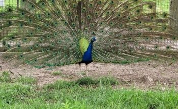 Sunset Zoo, Manhattan, KS: Information, Tickets and Reviews