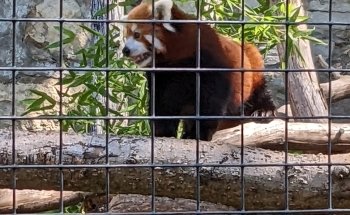 Sunset Zoo, Manhattan, KS: Information, Tickets and Reviews