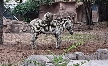 Detroit Zoo, Royal Oak, MI: Information, Tickets and Reviews