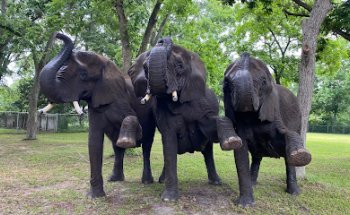 TGR Exotics Wildlife Park, Spring, TX: Information, Tickets and Reviews