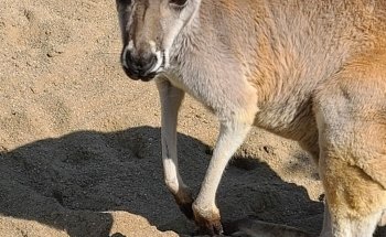 Indianapolis Zoo: Information, Tickets and Reviews