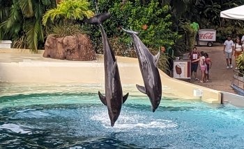 Amazing Animals Inc, Saint Cloud, FL: Information, Tickets and Reviews