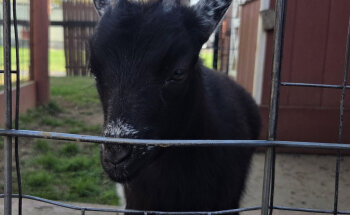 Plumpton Park Zoo, Rising Sun, MD: Information, Tickets and Reviews