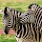 Werribee Open Range Zoo, Melton: Information, Tickets and Reviews