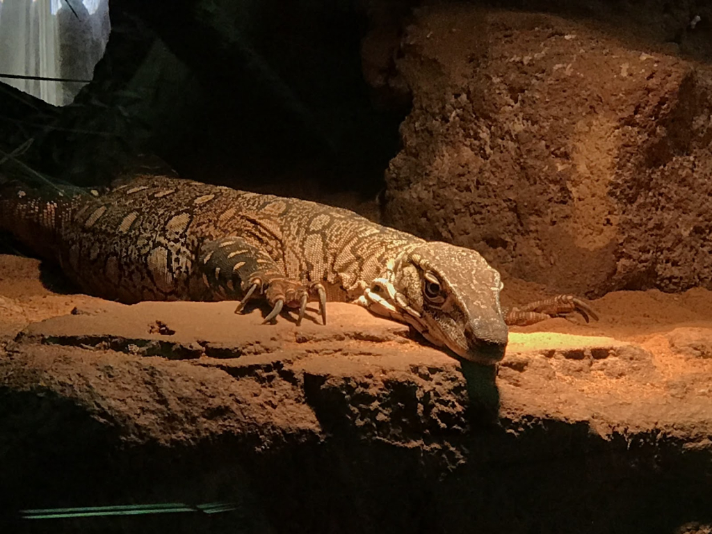 Reptile House, Perth: Información, Entradas y Opiniones