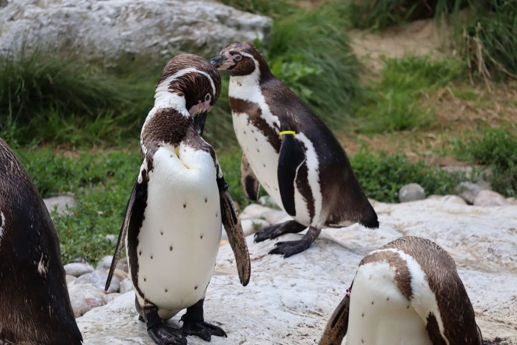 Peruvian Penguins, Wien: Information, Tickets and Reviews