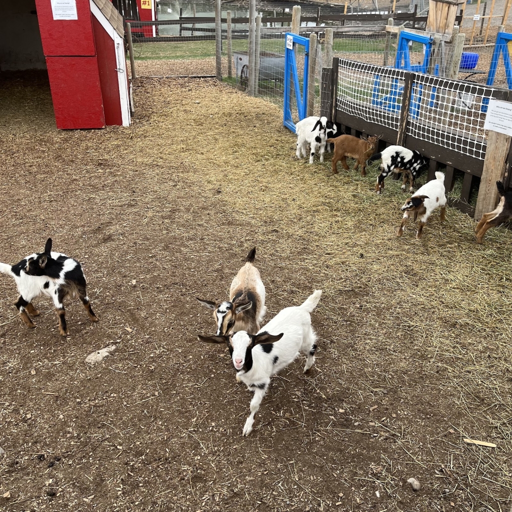 Butterfield Acres Petting Farm, Calgary: Information, Tickets and Reviews