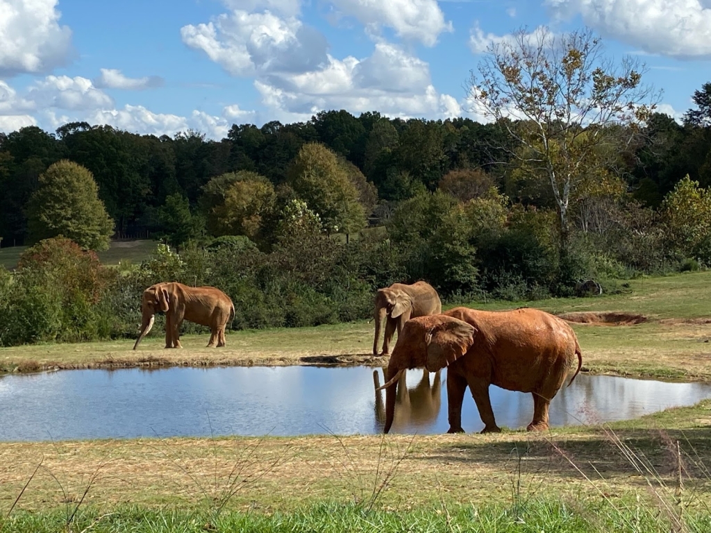 North Carolina Zoo, Asheboro, NC: Information, Tickets and Reviews
