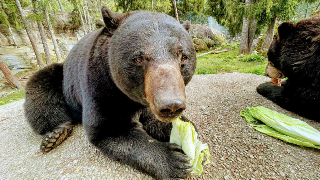 Zoo and Pool of Marécottes, Les Marécottes: Information, Tickets and ...