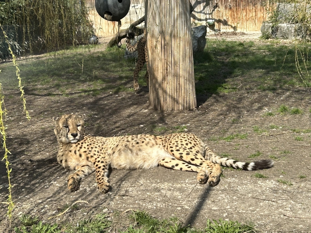 Toni's Zoo Holzhüsern, Emmen: Information, Tickets and Reviews