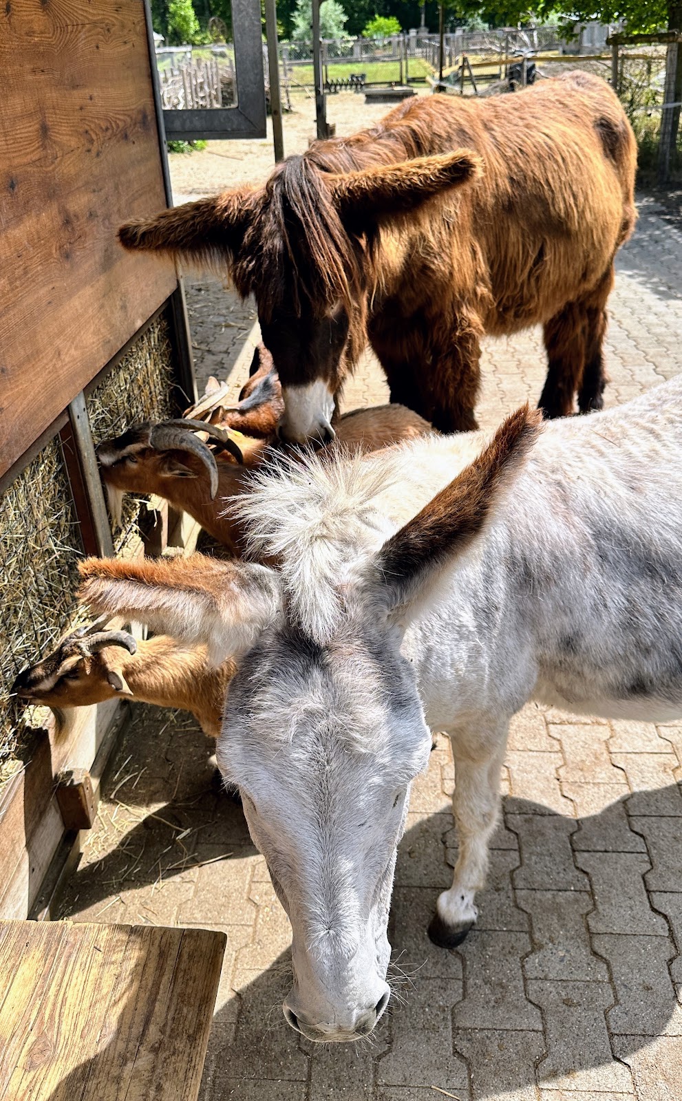 Tiere füttern, Mellingen: Información, Entradas y Opiniones