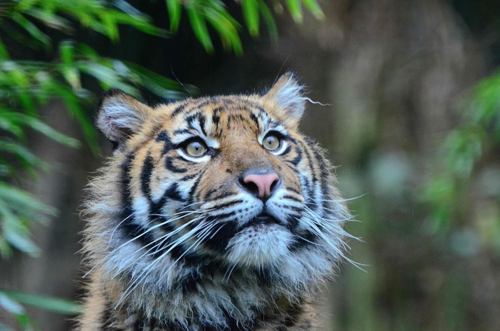 Heidelberg Zoo: Information, Tickets and Reviews