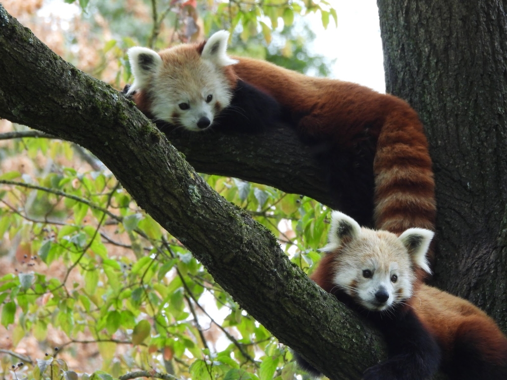 Aachen Zoo Euregiozoo: Information, Tickets and Reviews