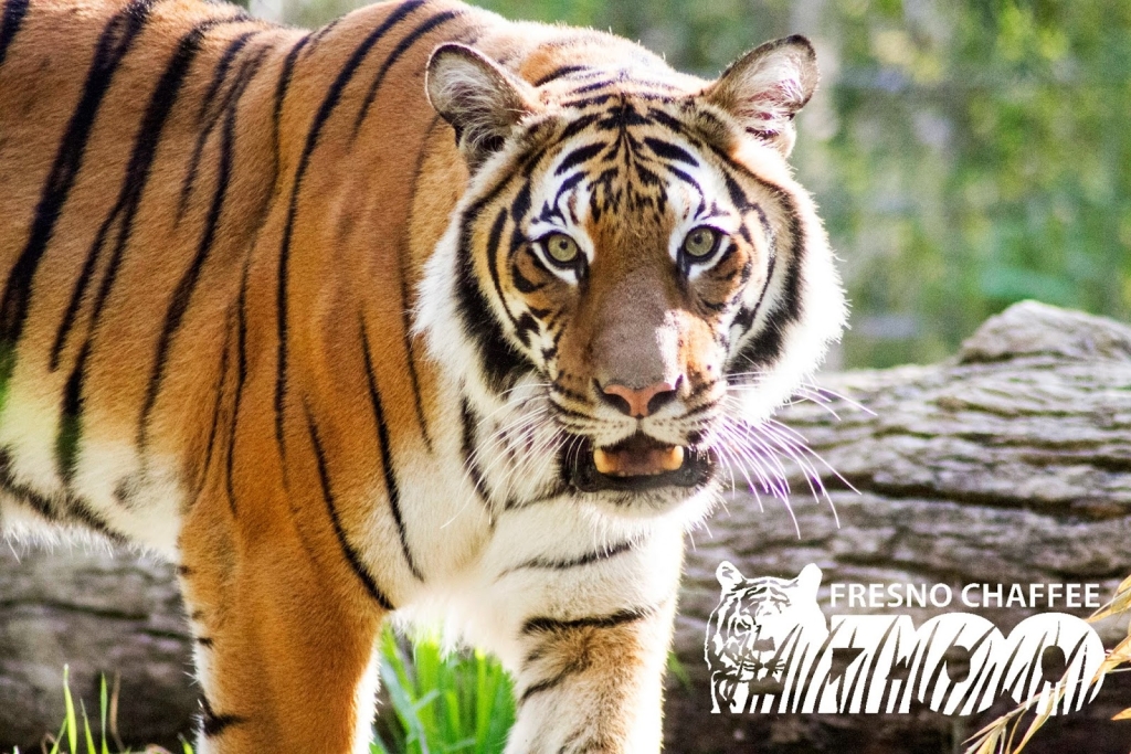 Fresno Chaffee Zoo: Information, Tickets and Reviews