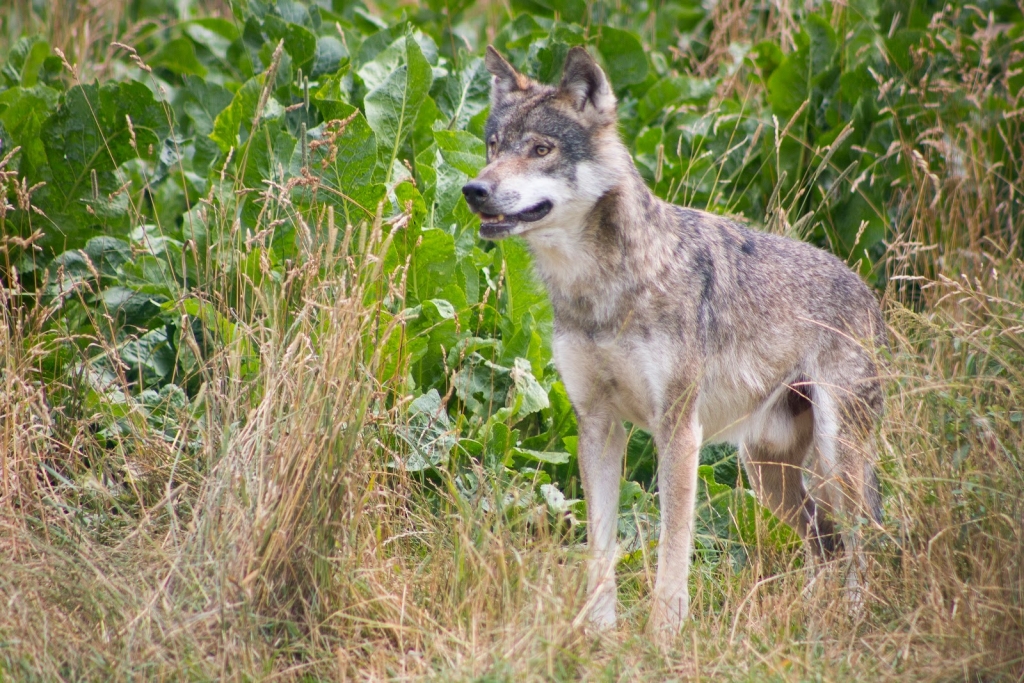 Gotha Zoo: Information, Tickets and Reviews