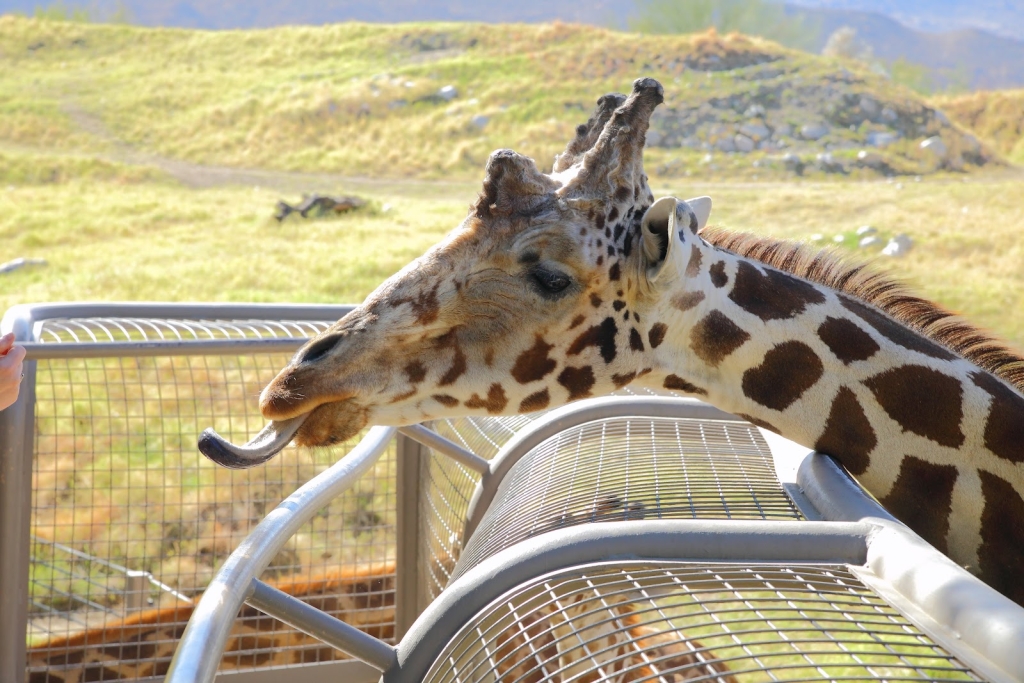 The Living Desert Zoo and Gardens, Palm Desert, CA: Information ...