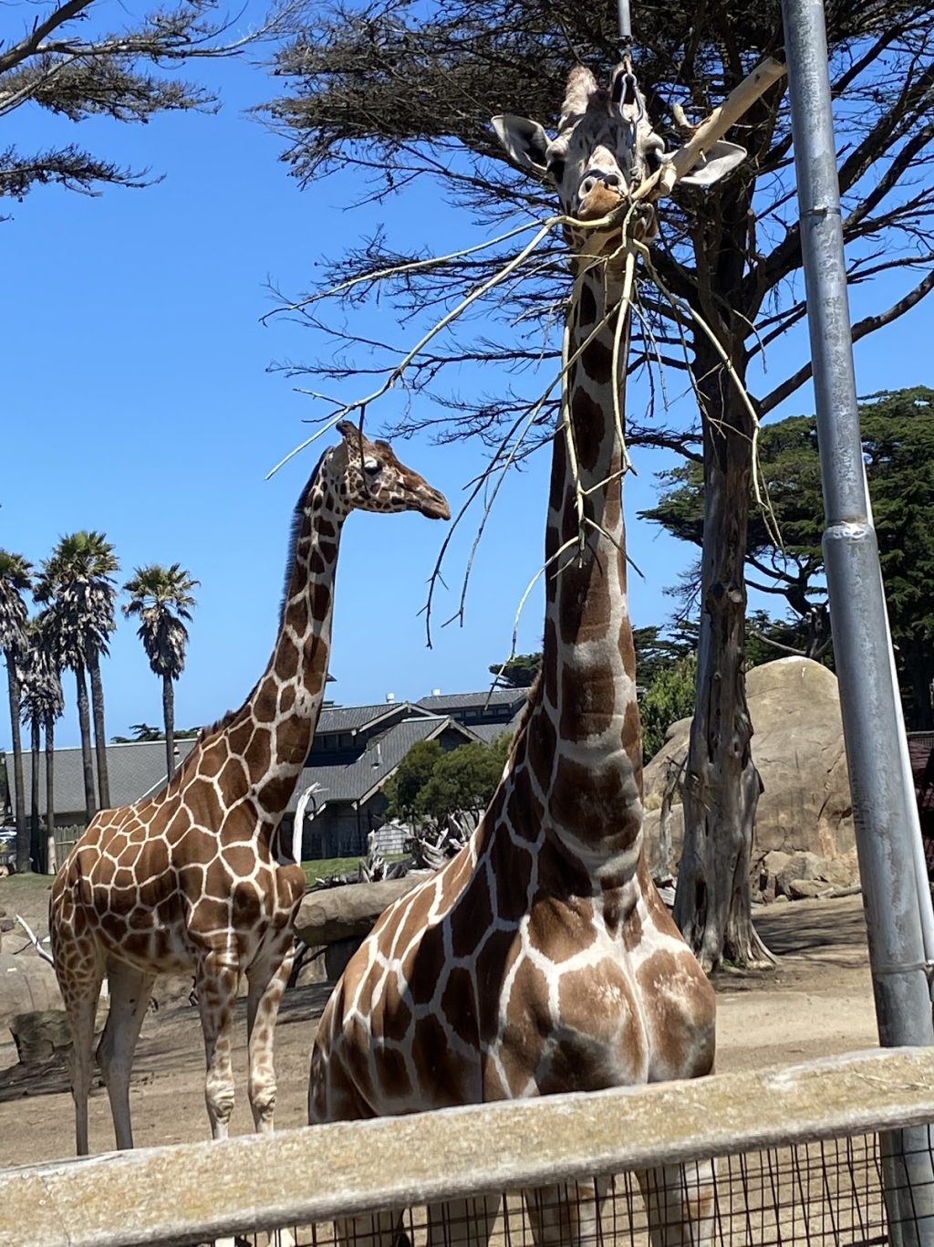 San Francisco Zoo: Information, Tickets and Reviews