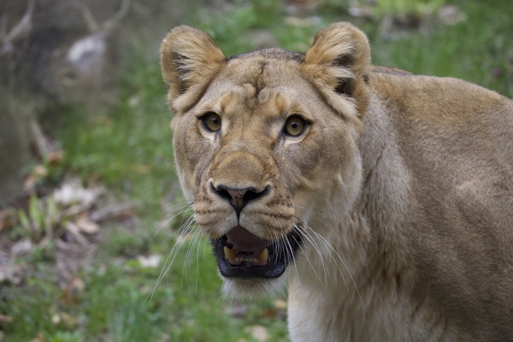 John Ball Zoo, Grand Rapids, MI: Information, Tickets and Reviews