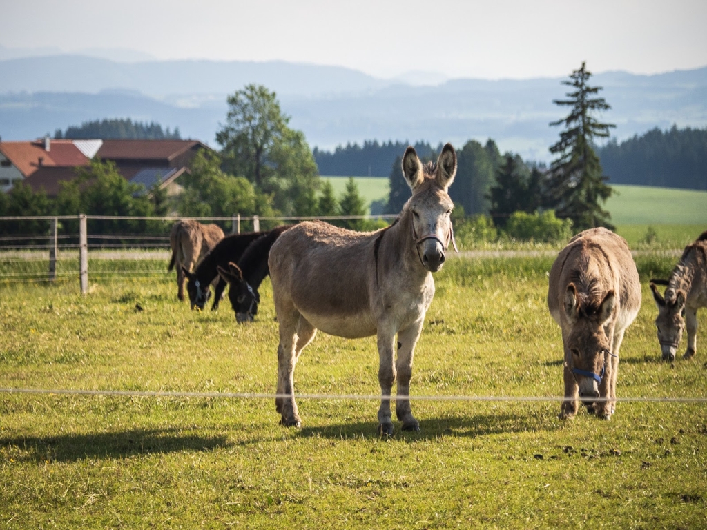 Eselhof Allinger, Kaufbeuren: Information, Tickets and Reviews